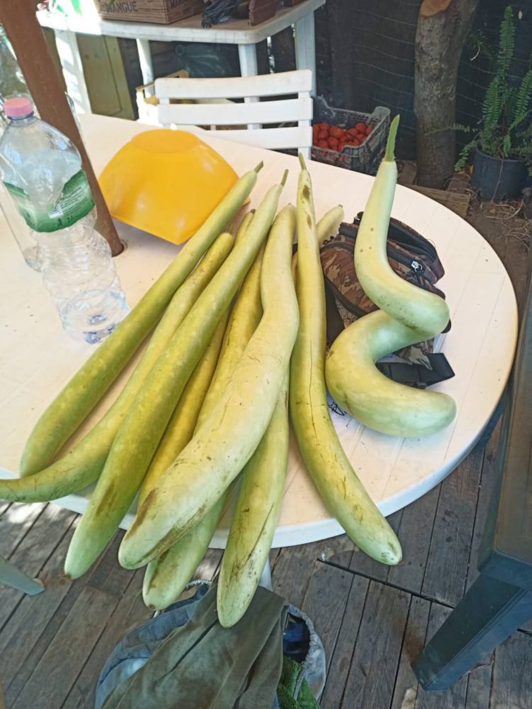 Cucuzza Serpent of Sicily Lagenaria Siceraria Zucchini Vegetable ...