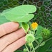 Cencio Molle - Seeds - Etsy
