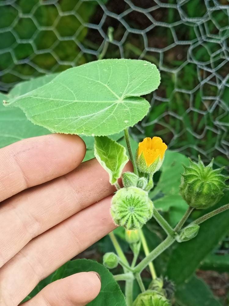 Cencio Molle - Seeds - Etsy