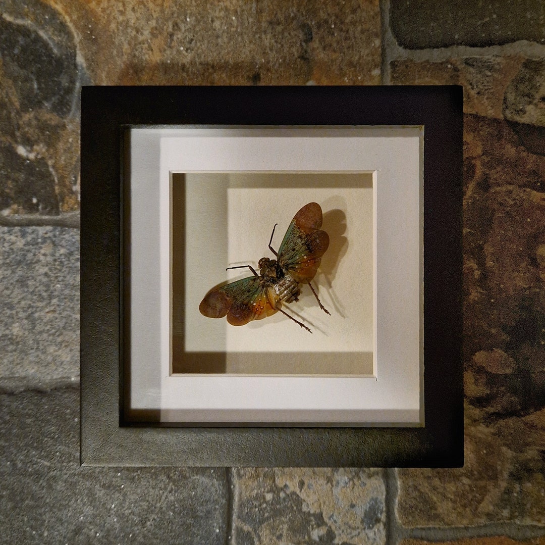 Penthicodes Farinosa Cicada in 3-d Frame Minimalistic Taxidermy Home ...