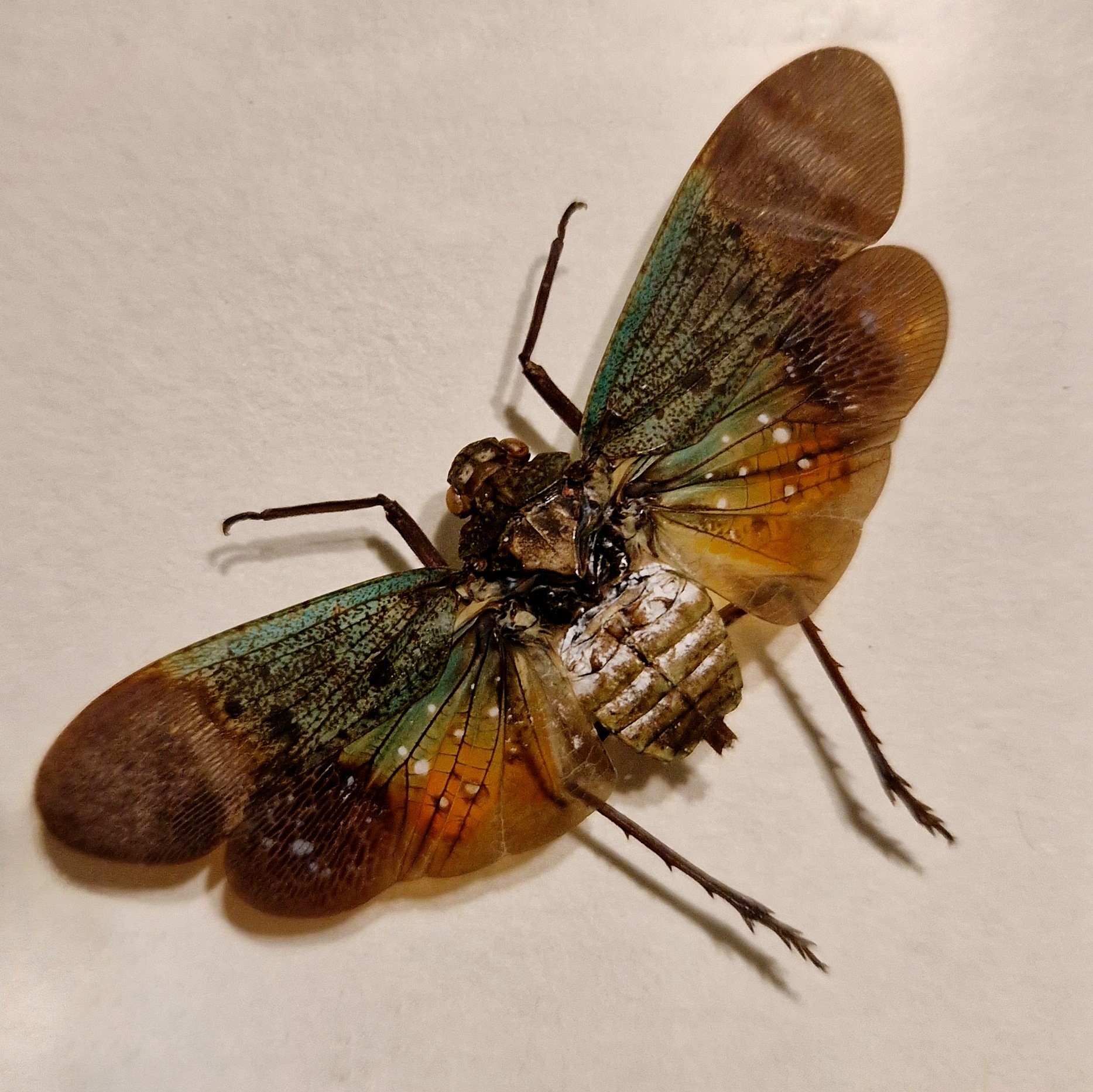 Penthicodes Farinosa Cicada in 3-d Frame Minimalistic Taxidermy Home ...