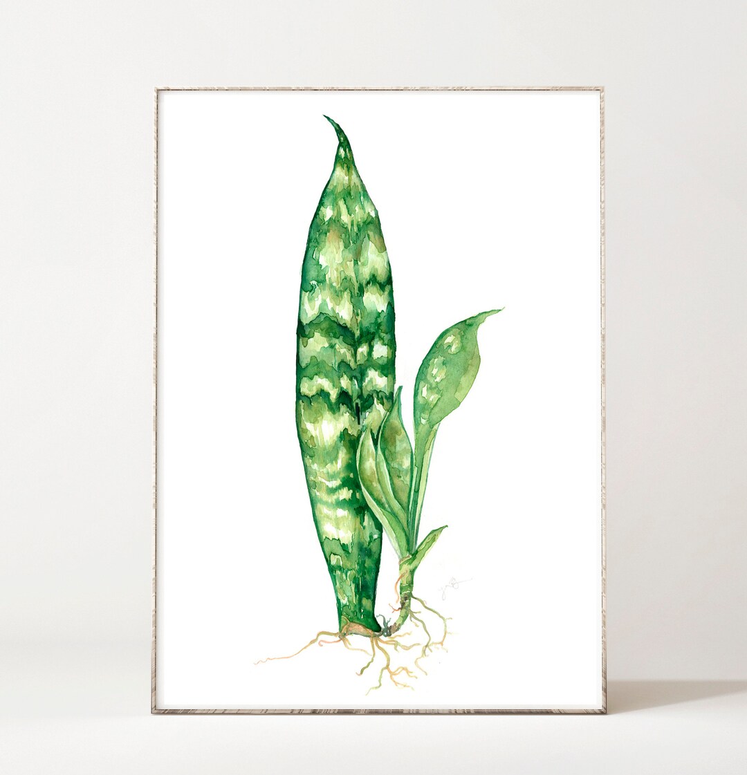 Snake Plant Painting Watercolor Print Watercolor Botanical Wall Prints ...