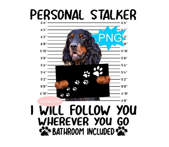 Gordon Setter Memes News 2013 Lordsett Bonjour Cherie & Cincinnati
