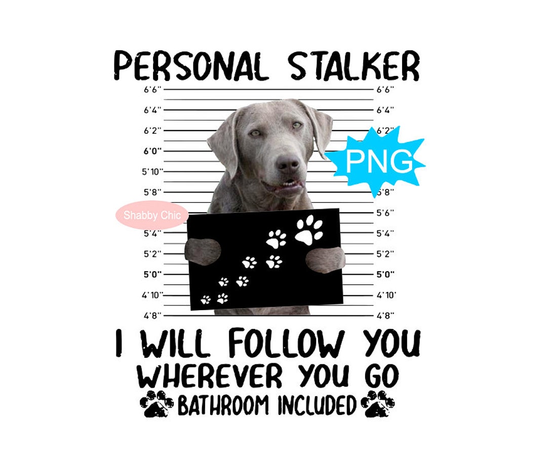 Silver Lab Png, Silver Labrador Retriever Png, Silver Labrador Png ...
