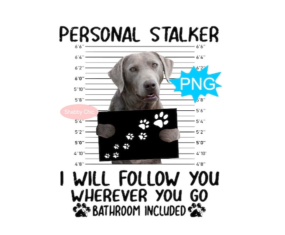 Silver Lab Png Silver Labrador Retriever Png Silver Labrador | Etsy