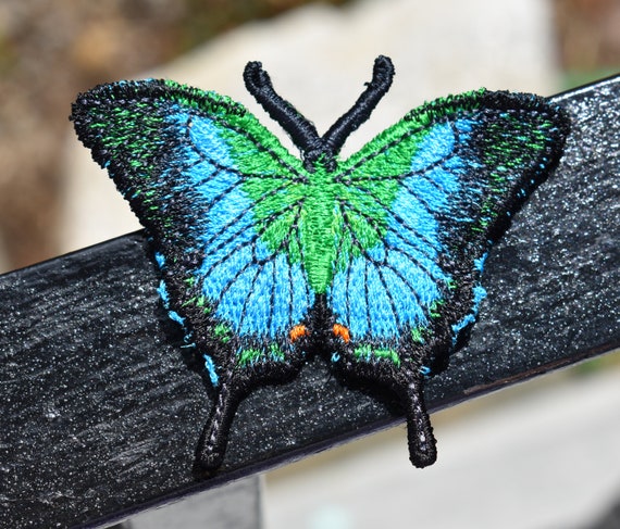 Malabar Banded Peacock Butterfly - Etsy