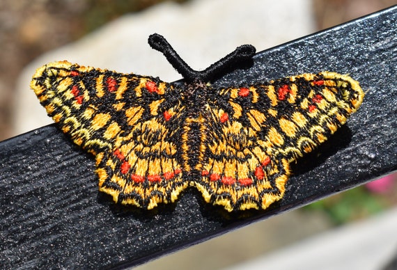 Spanish Festoon Butterfly | Etsy