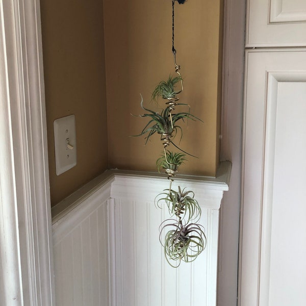 Hanging Air Plants - Etsy