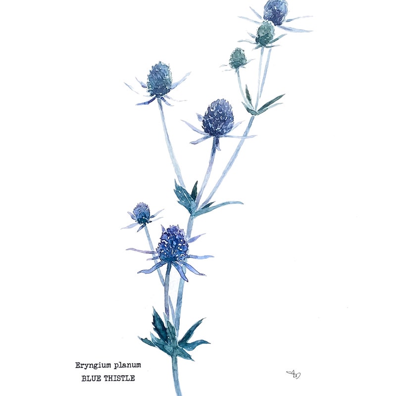 Blue Thistle - Etsy