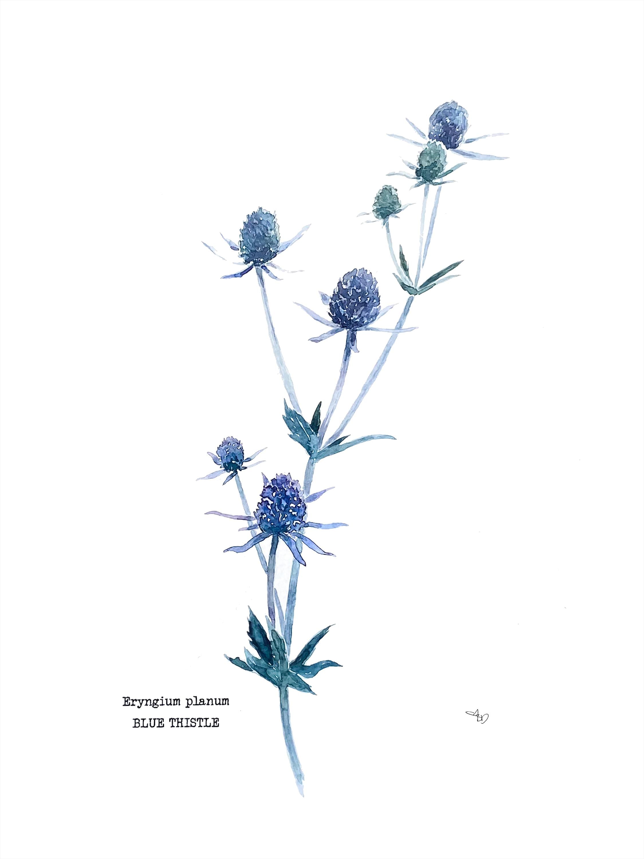 Blue Thistle Watercolor PNG Digital Download - Etsy