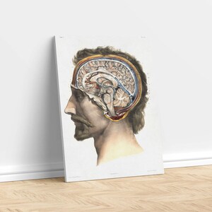 Brain Anatomy by Nicolas Henri Jacob Art Print • Gift for Goths ...