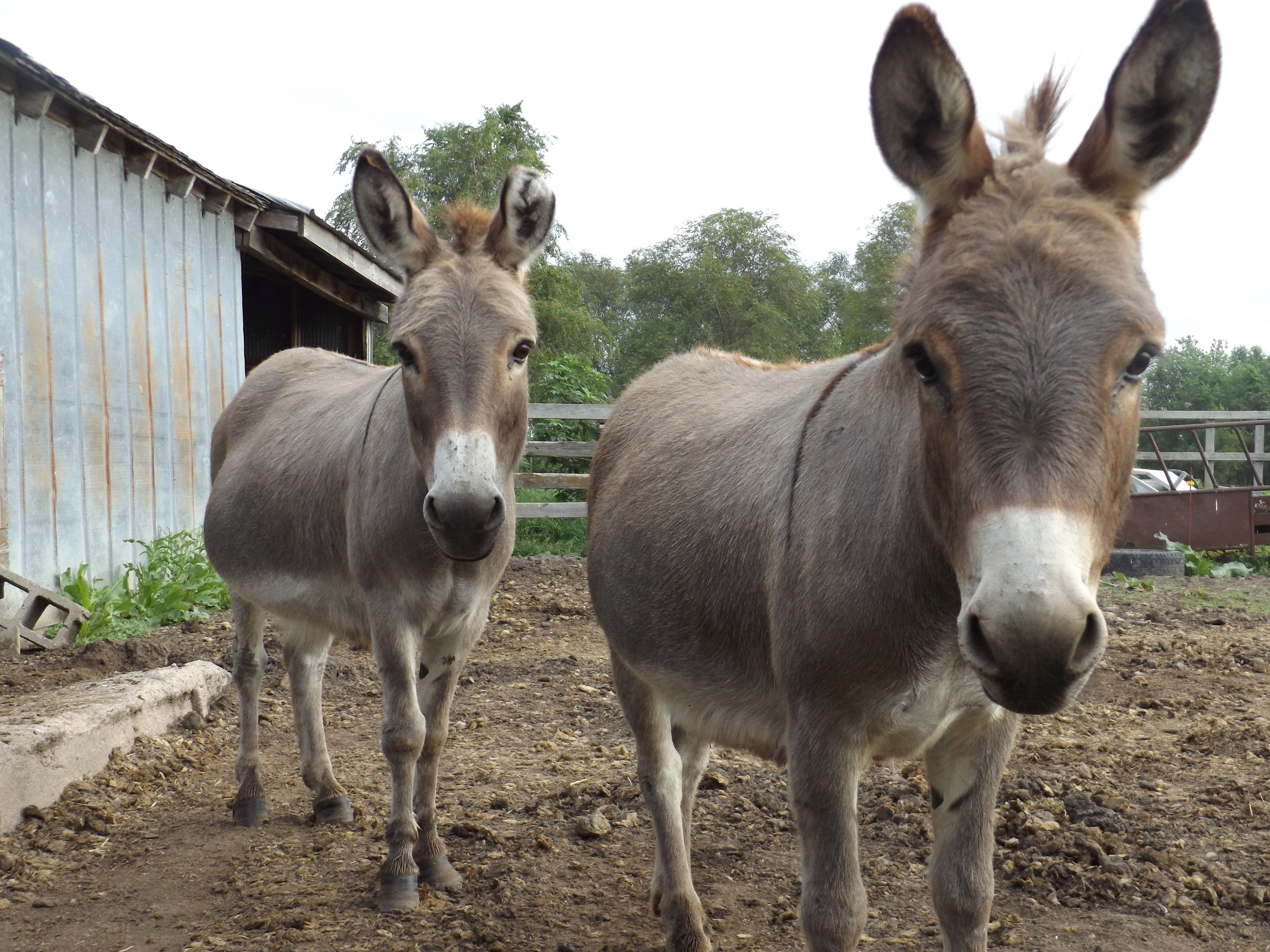 5lbs Organic Donkey Fertilizer Manure Potted Plants Dung | Etsy