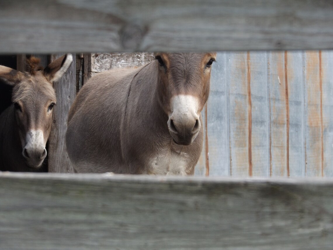 5lbs Organic Donkey Fertilizer Manure Potted Plants Dung | Etsy