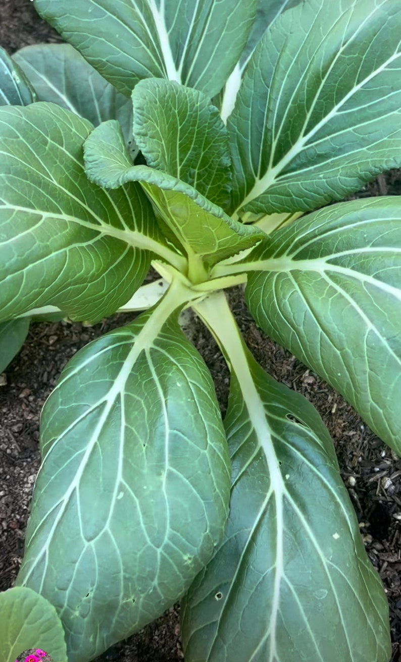 200 Pcs Organic Philippine Pechay Seeds Non GMO Fresh Garden Seeds for ...