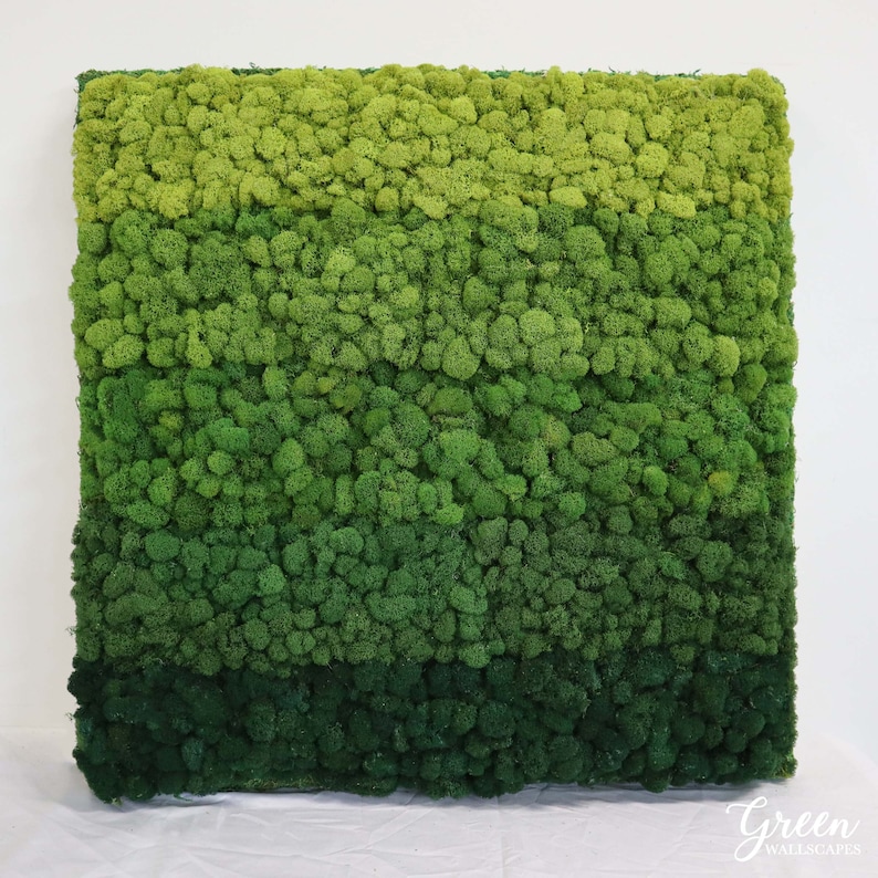 Custom Reindeer Moss Wall | Green Wallscapes | Reindeer Moss Wall ...