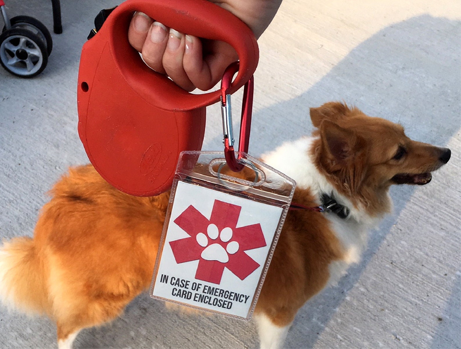 Dog Leash Pet Emergency Contact Card for Dog Lovers - Etsy