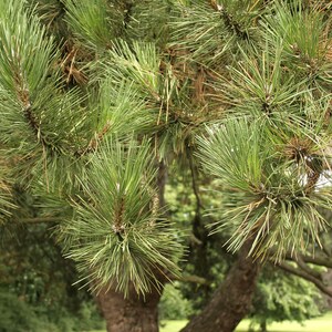 Austrian Pine Tree 12 Inches 1 Gallon Pot Pinus Nigra - Etsy