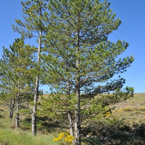 Austrian Pine Tree 12 Inches 1 Gallon Pot Pinus Nigra - Etsy