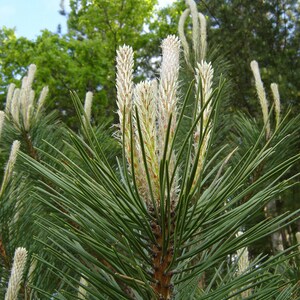 Austrian Pine Tree 12 Inches 1 Gallon Pot Pinus Nigra - Etsy