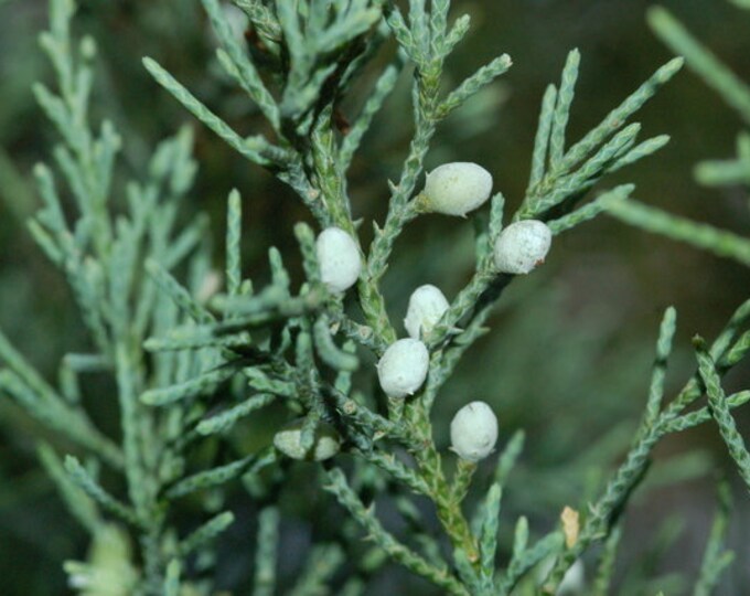 Burkii Eastern Red Cedar Tree 4 Feet 2 Gallon Pot Juniperus Virginiana ...