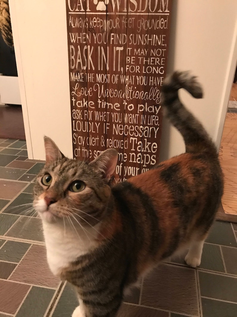 Cat Wisdom, Cat Sign, Kitten Sign, Cat Lover, Custom Pet Signs, Hand ...