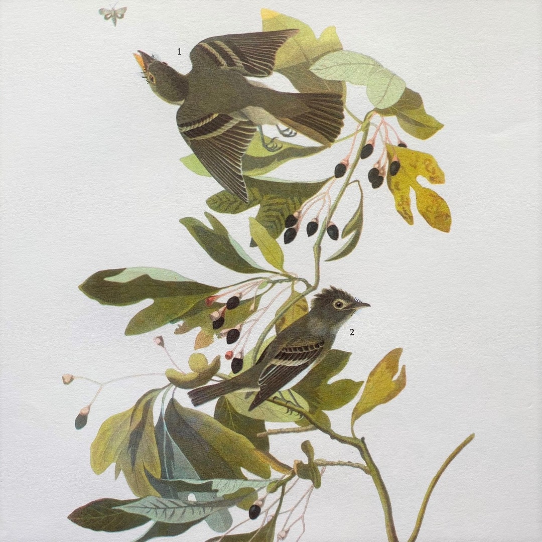 Vintage Flycatcher Bird Lithograph, James John Audubon Lithograph, 12 ...