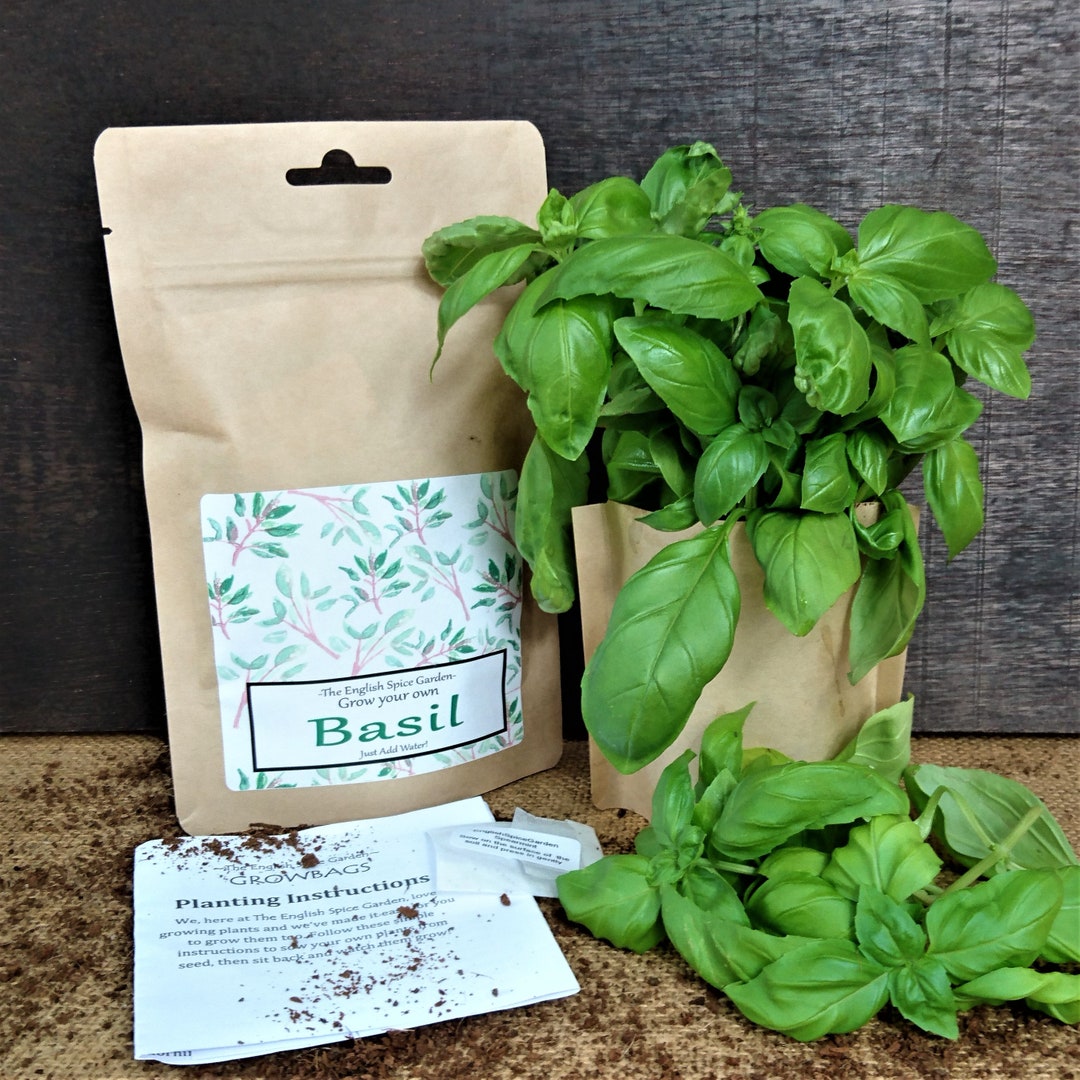 Grow Your Own BASIL, Grow Kit, Secret Santa, Stocking Stuffers, Party ...
