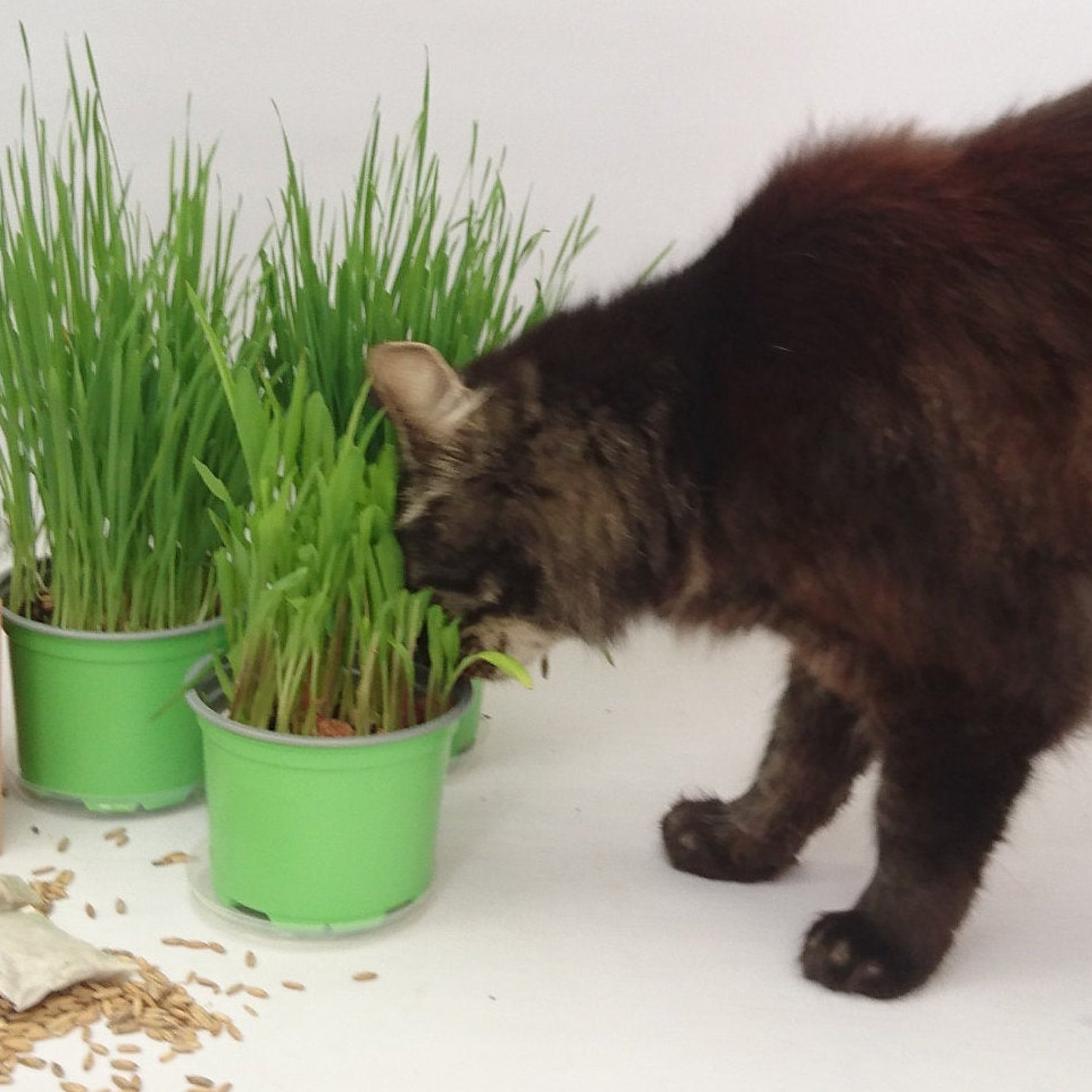 Cat Grass Cat Treats for Indoor and Outdoor Cats Grow Kit | Etsy UK