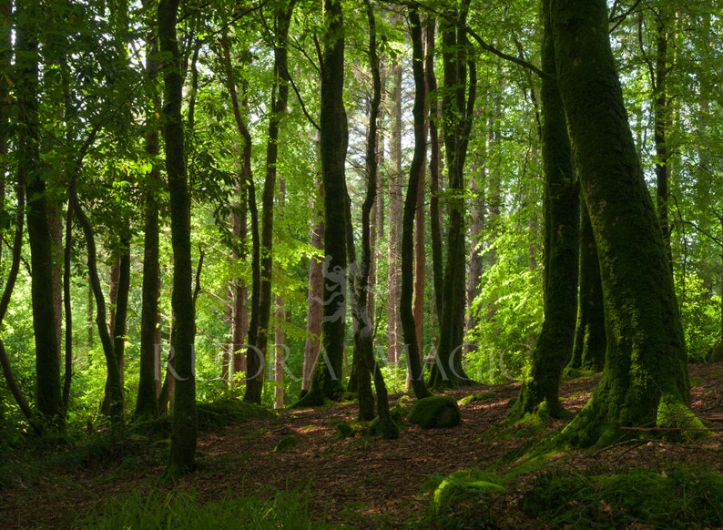 Woodland Wall Mural Wallpaper Forest Nature Landscape Wallpaper Foggy ...