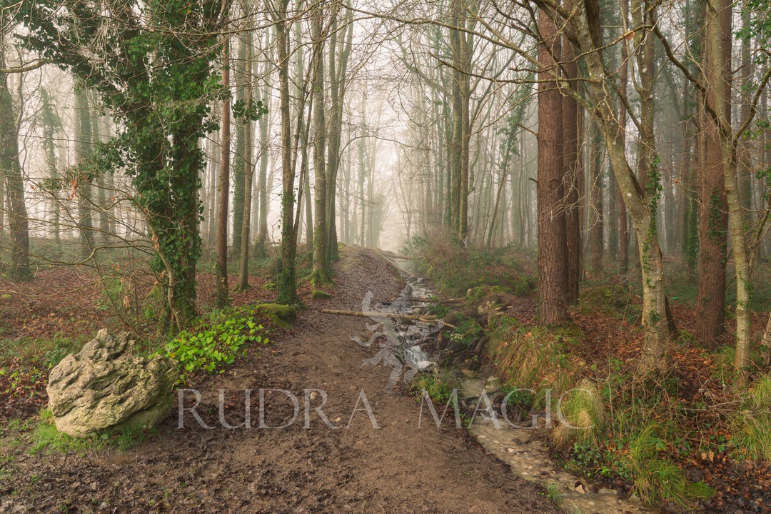 Woodland Wall Mural Wallpaper Forest Nature Landscape Wallpaper Foggy ...