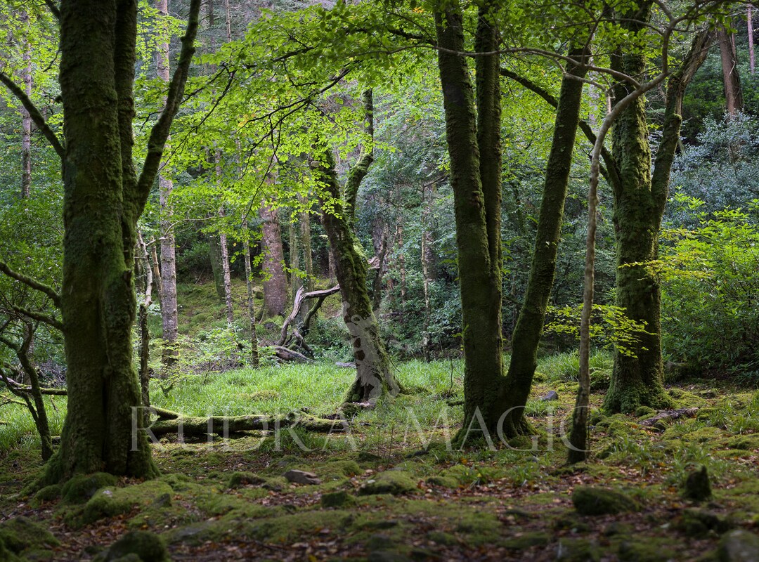 Woodland Forest Wall Mural Peel and Stick Pine Forest Print - Etsy