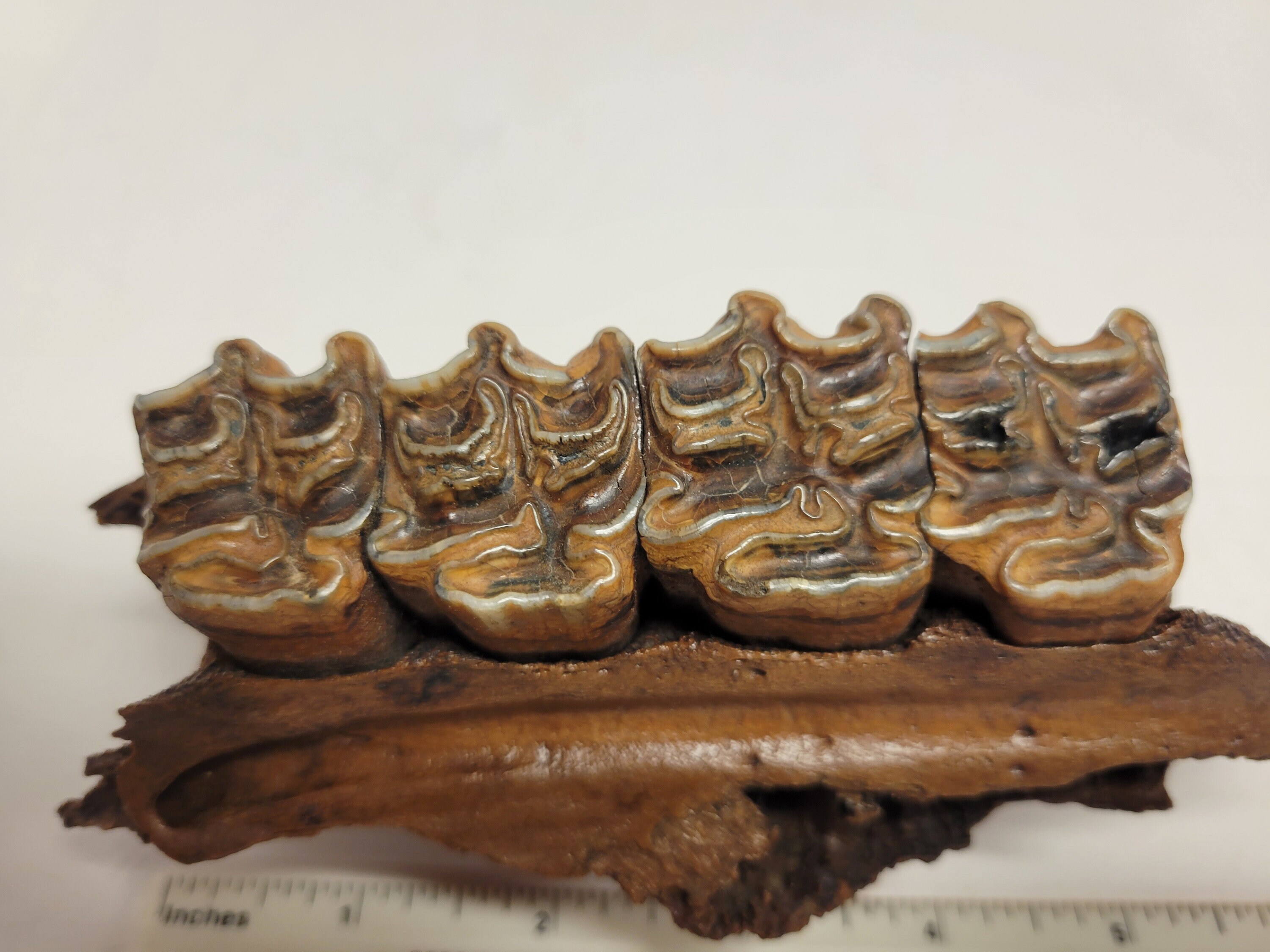 Prehistoric Fossilized Hemiauchenia Macrocephala ...upper - Etsy