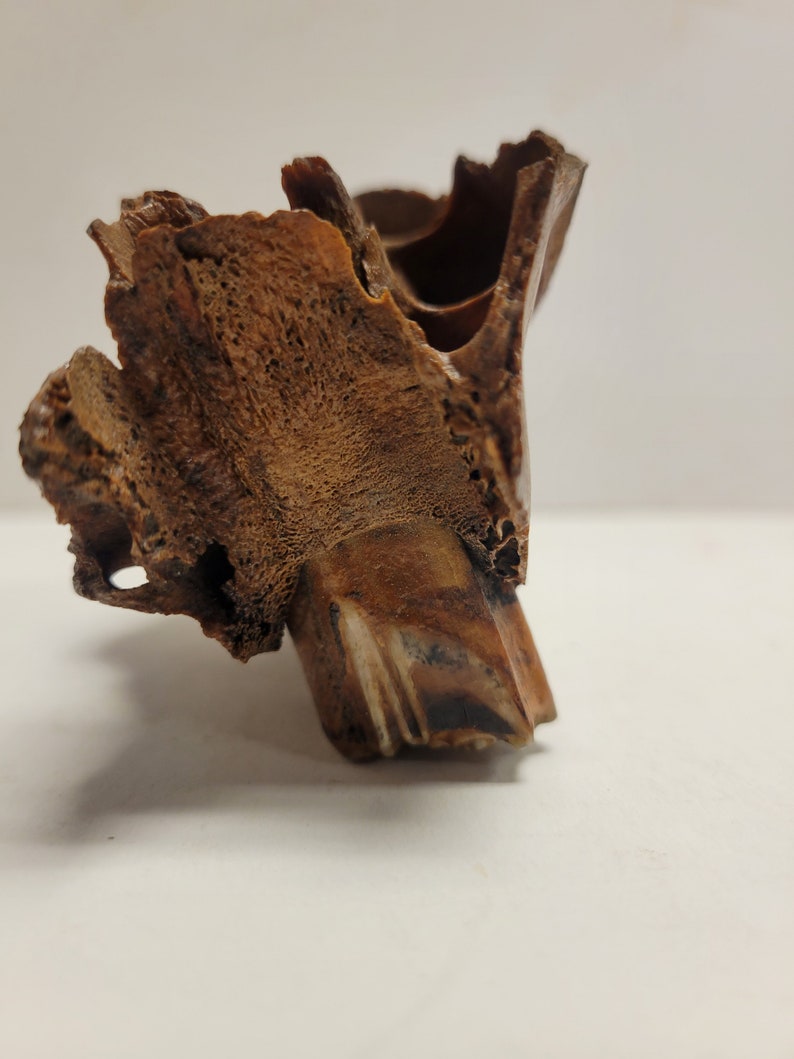 Prehistoric Fossilized Hemiauchenia Macrocephala ...upper - Etsy