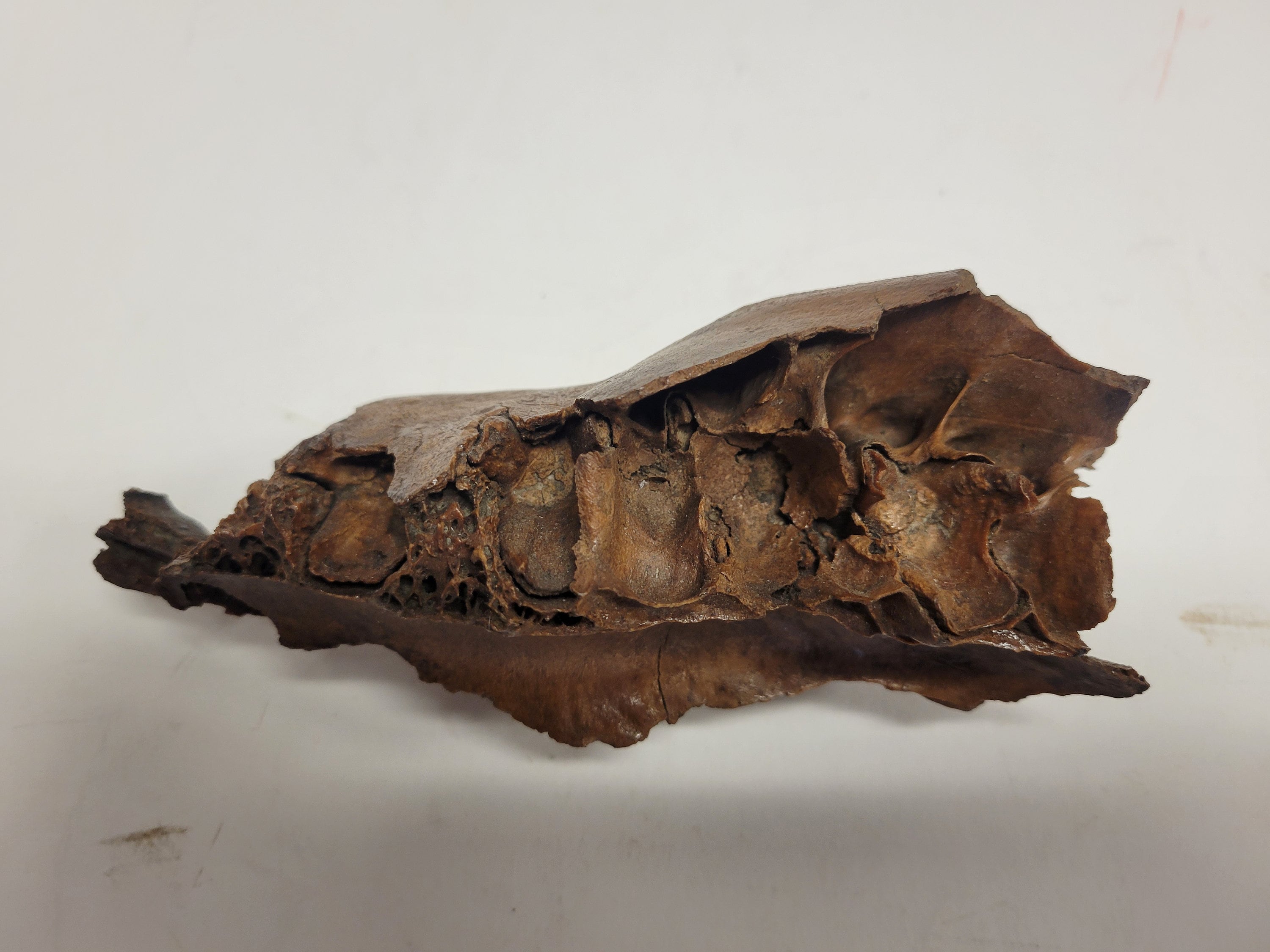 Prehistoric Fossilized Hemiauchenia Macrocephala ...upper - Etsy