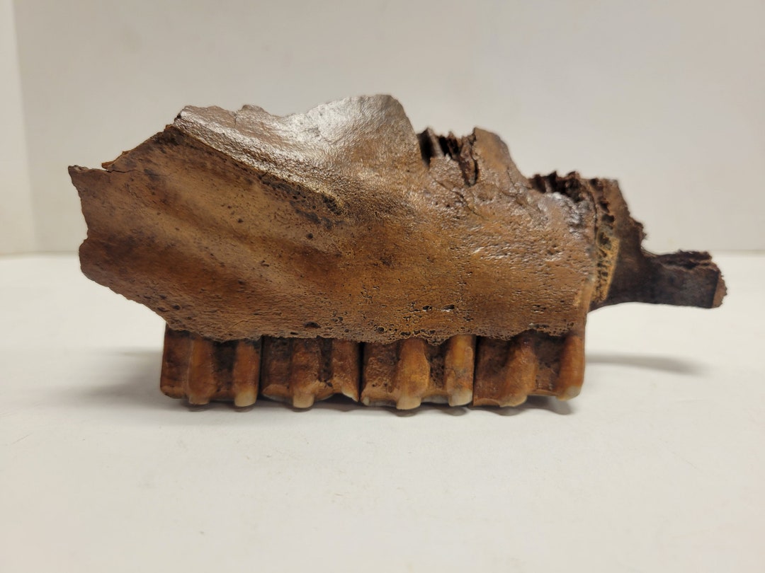 Prehistoric, Fossilized Hemiauchenia Macrocephala ...upper Right Side ...