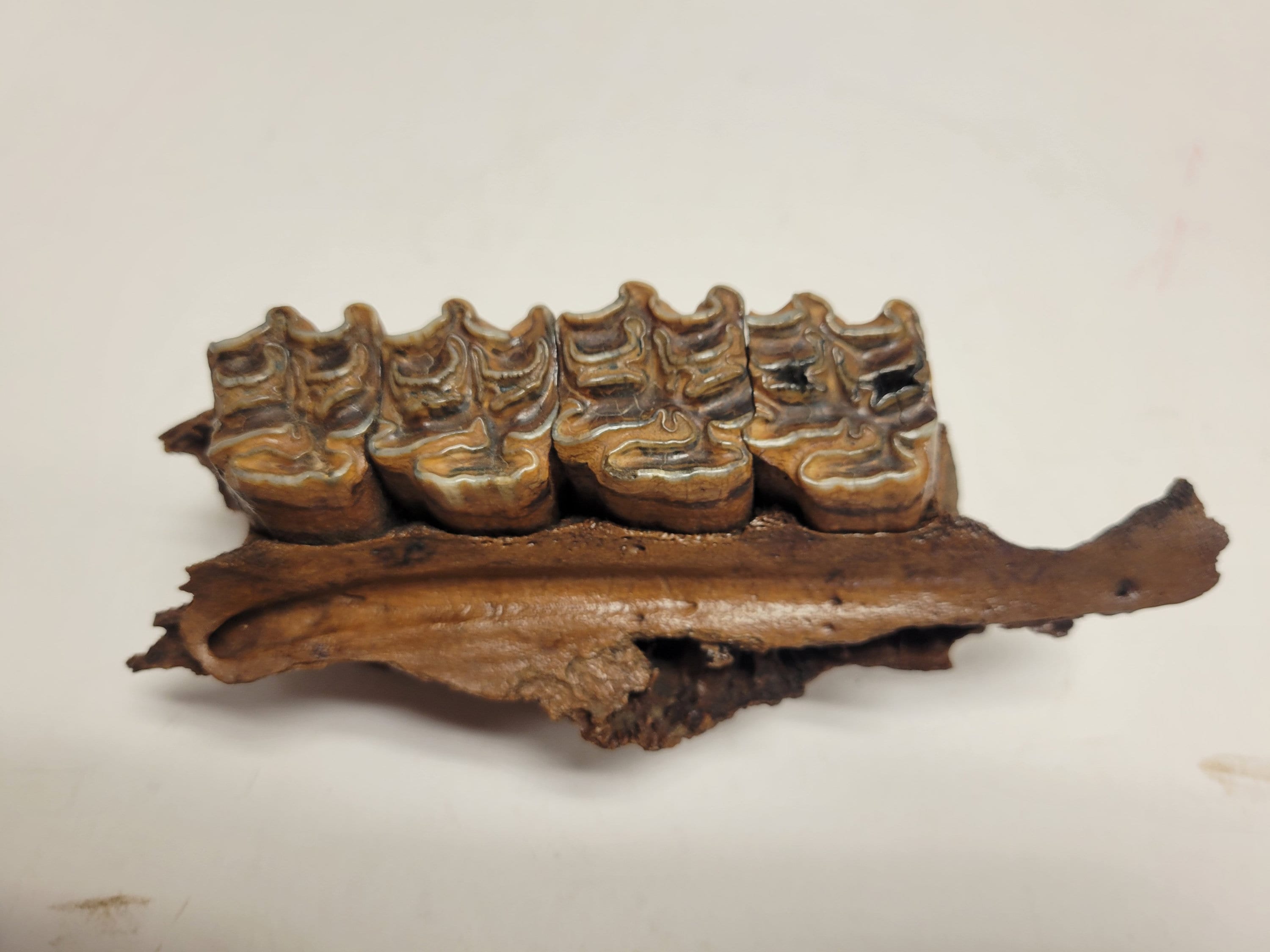 Prehistoric, Fossilized Hemiauchenia Macrocephala ...upper Right Side ...