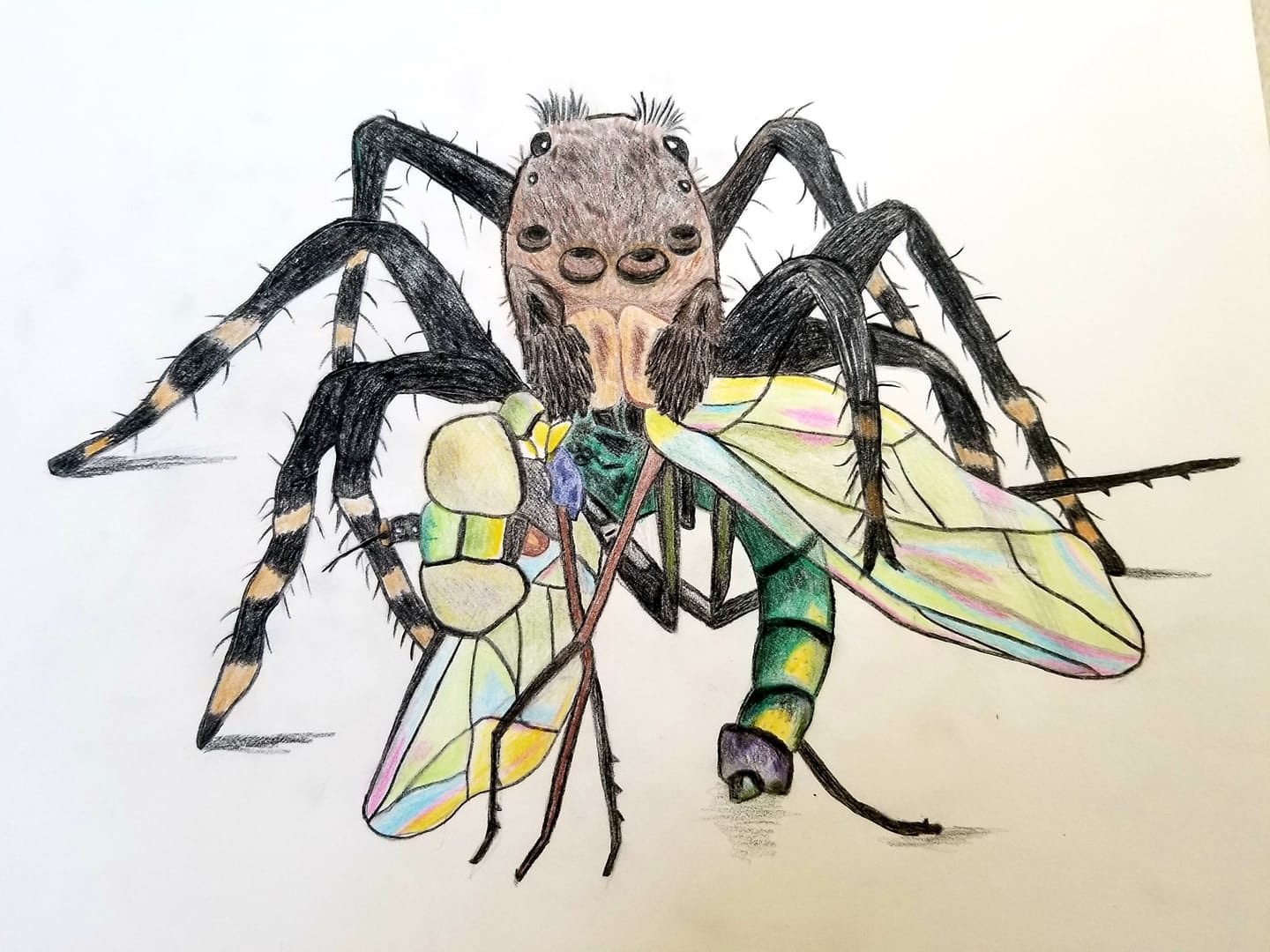 Drawing of Spider Eating Bug by Marcy Lee Art Picture Wall Hanging ...