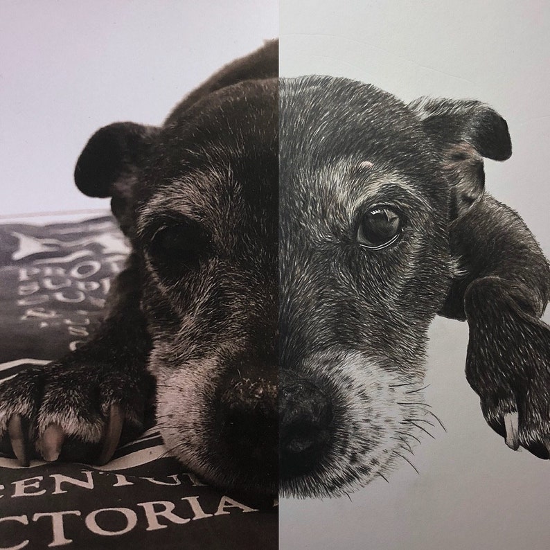 Pet Portrait Drawing Pet Memorial Dog Portrait Cat - Etsy