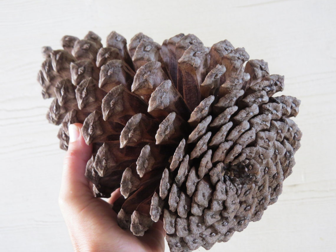 8-9" Jumbo Pine Cone, Large Pine Cone, Jumbo Pinecone, Large Pinecone ...