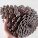 8-9" Jumbo Pine Cone, Large Pine Cone, Jumbo Pinecone, Large Pinecone ...