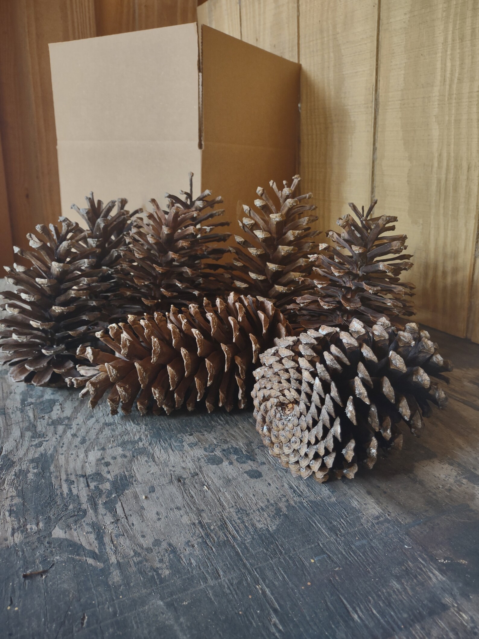 10 Giant Pinecones 7"-9" Tall, Large Pine Cones, Pine Cones, Giant Pine Cones, Huge Pine Cones ...