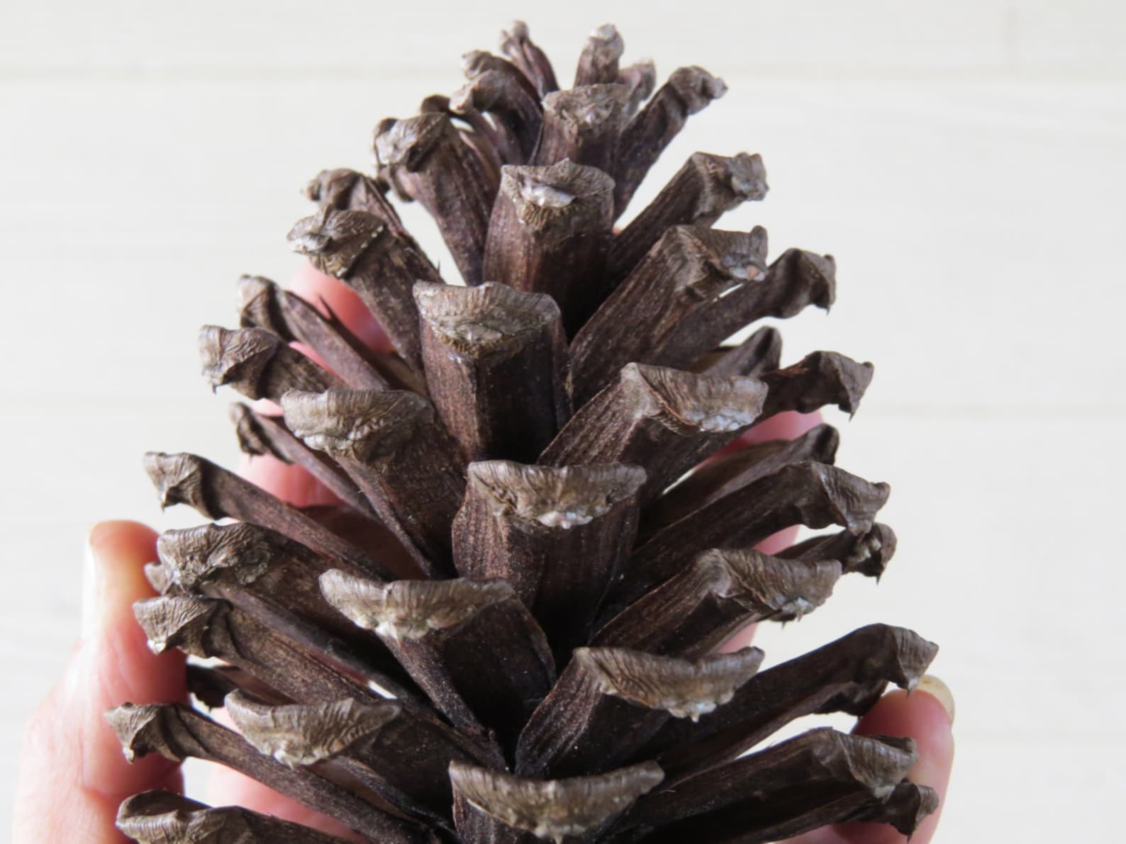 5-6 Pine Cone Pinecone Large Pine Cone Jumbo - Etsy