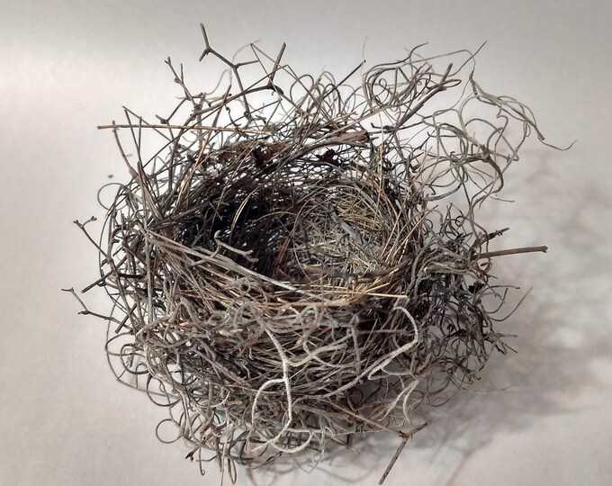 Nest, Birds Nest, Bird Nest, Real Bird Nest, Real Birds Nest, Real Nest ...