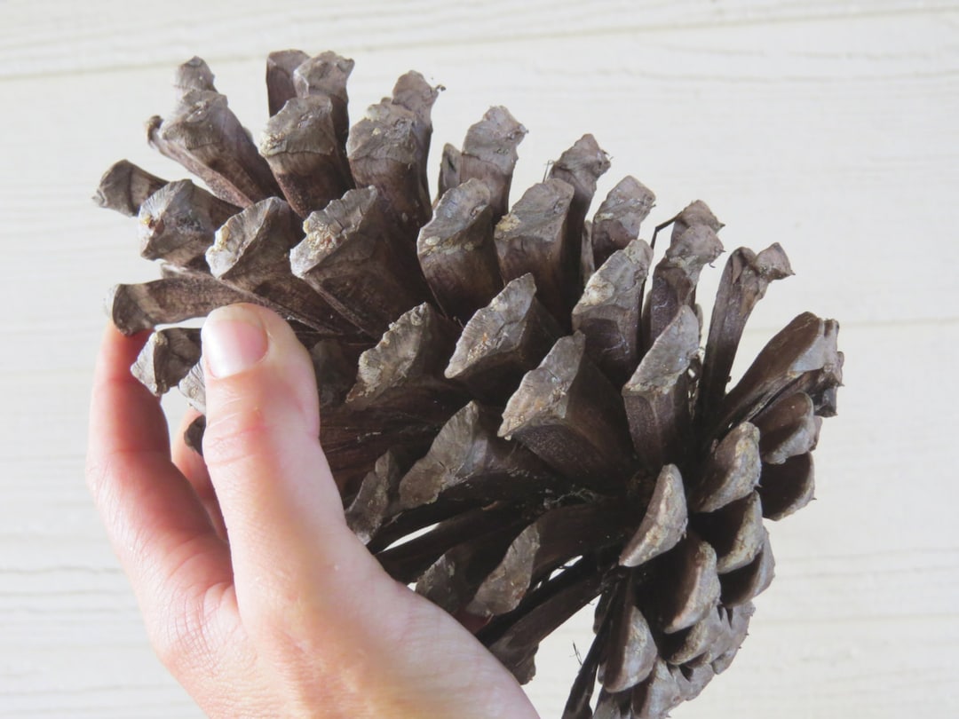 6-7" Jumbo Pine Cone, Large Pine Cone, Jumbo Pinecone, Large Pinecone, Huge Pine Cone, Huge ...