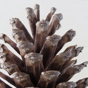 8-9" Jumbo Pine Cone, Large Pine Cone, Jumbo Pinecone, Large Pinecone ...