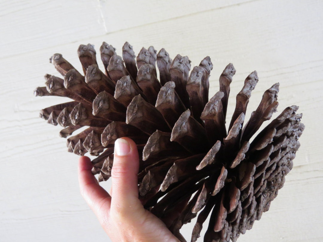 7-8" Jumbo Pine Cone, Large Pine Cone, Jumbo Pinecone, Large Pinecone ...