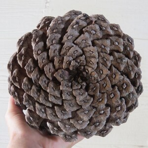 8-9 Jumbo Pine Cone, Large Pine Cone, Jumbo Pinecone, Large Pinecone ...