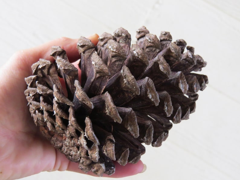 5-6" Pine Cone, Pinecone, Large Pine Cone, Jumbo Pinecone, Large ...