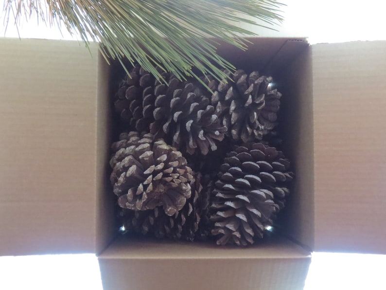 Nine 5 7 Bulk Pine Cones Giant Pine Cones Jumbo Pine - Etsy