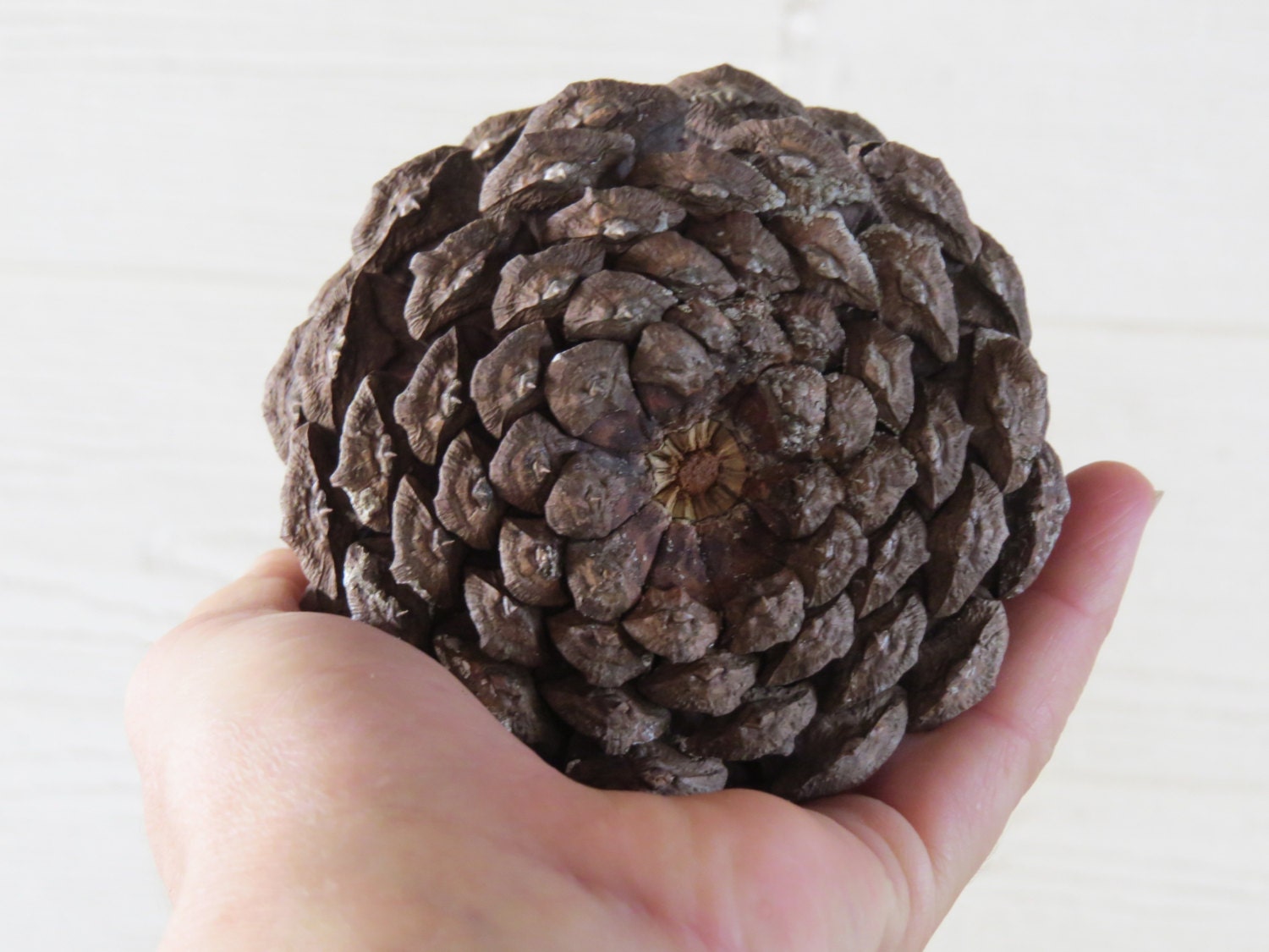 5-6 Pine Cone Pinecone Large Pine Cone Jumbo | Etsy UK